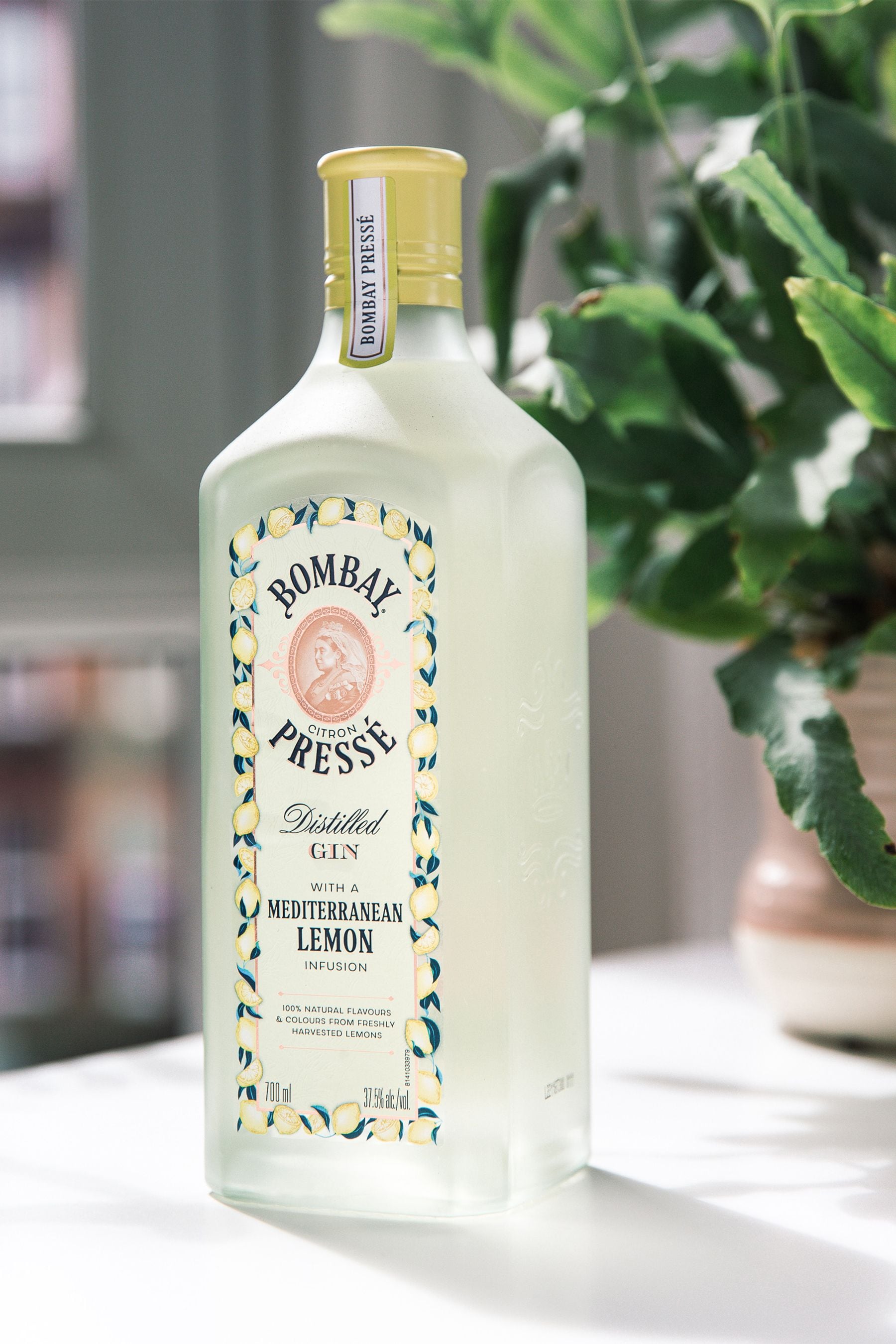 Buy DrinksTime Bombay Citron Pressé Gin from the Next UK online shop