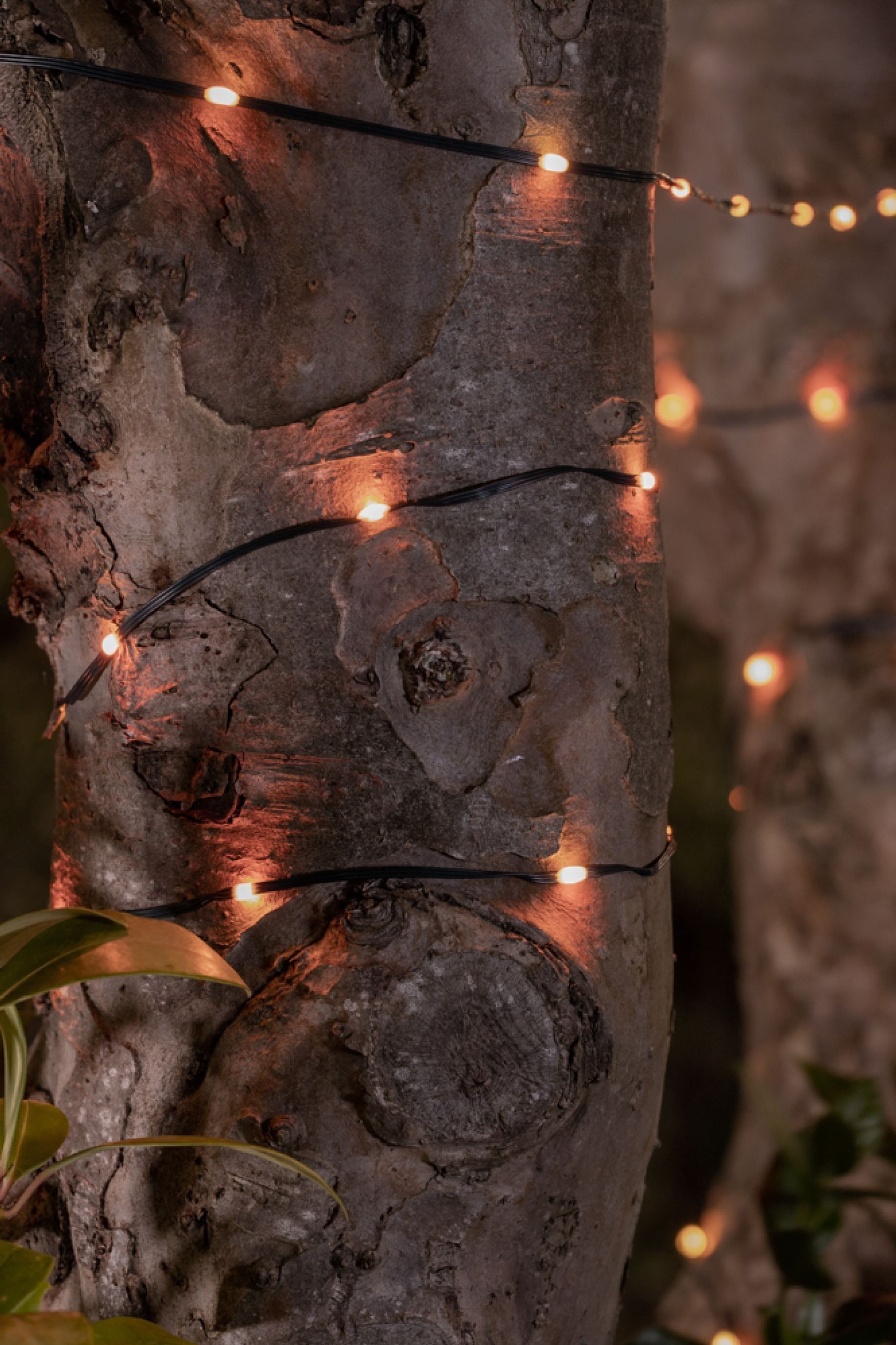 Buy SolarCentre Set of 50 Black Snowdrop Solar USB LED Lights from the ...