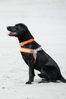 Hugo & Hudson Orange Mesh Easy Dog Harness