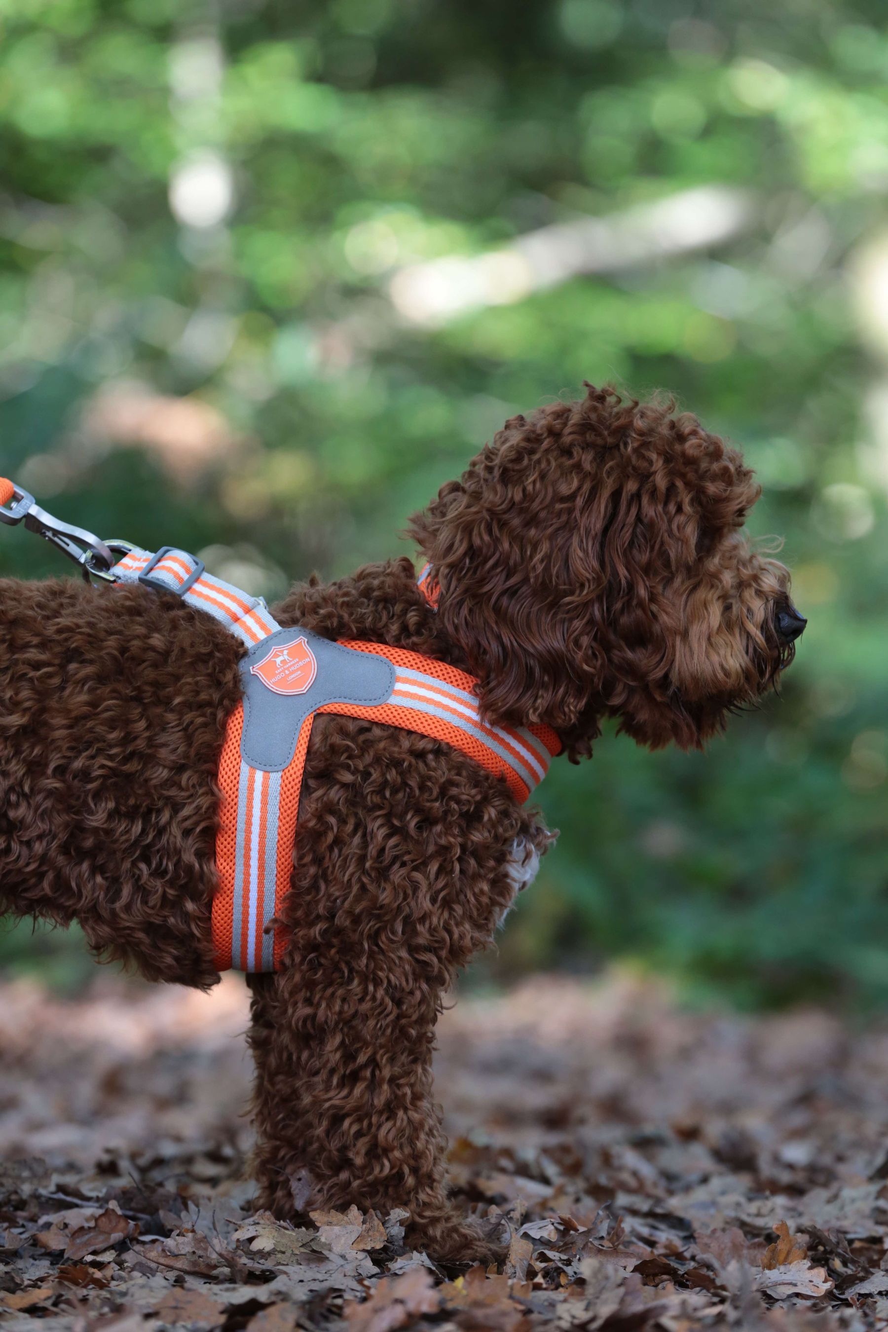 Buy Hugo & Hudson Orange Mesh Easy Dog Harness from the Next UK online shop