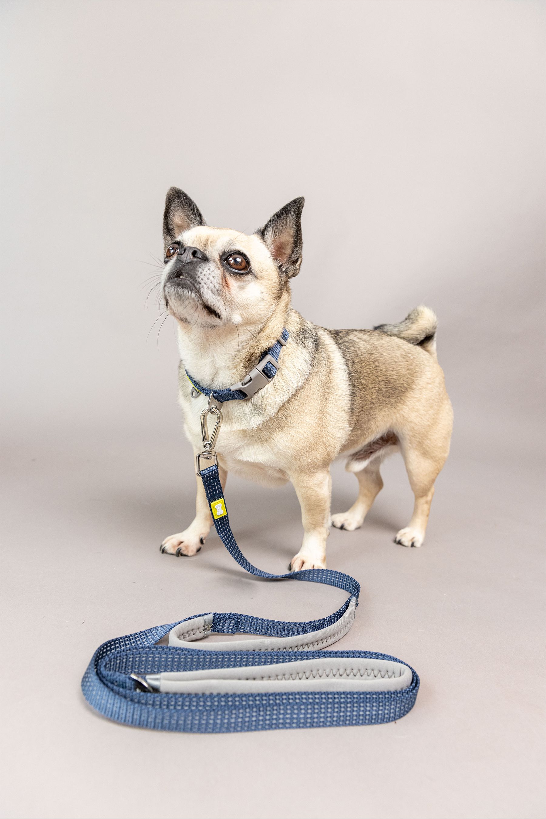 Buy BUILT Pet NightSafe™ Double Handled Small Dog Lead from the Next UK ...