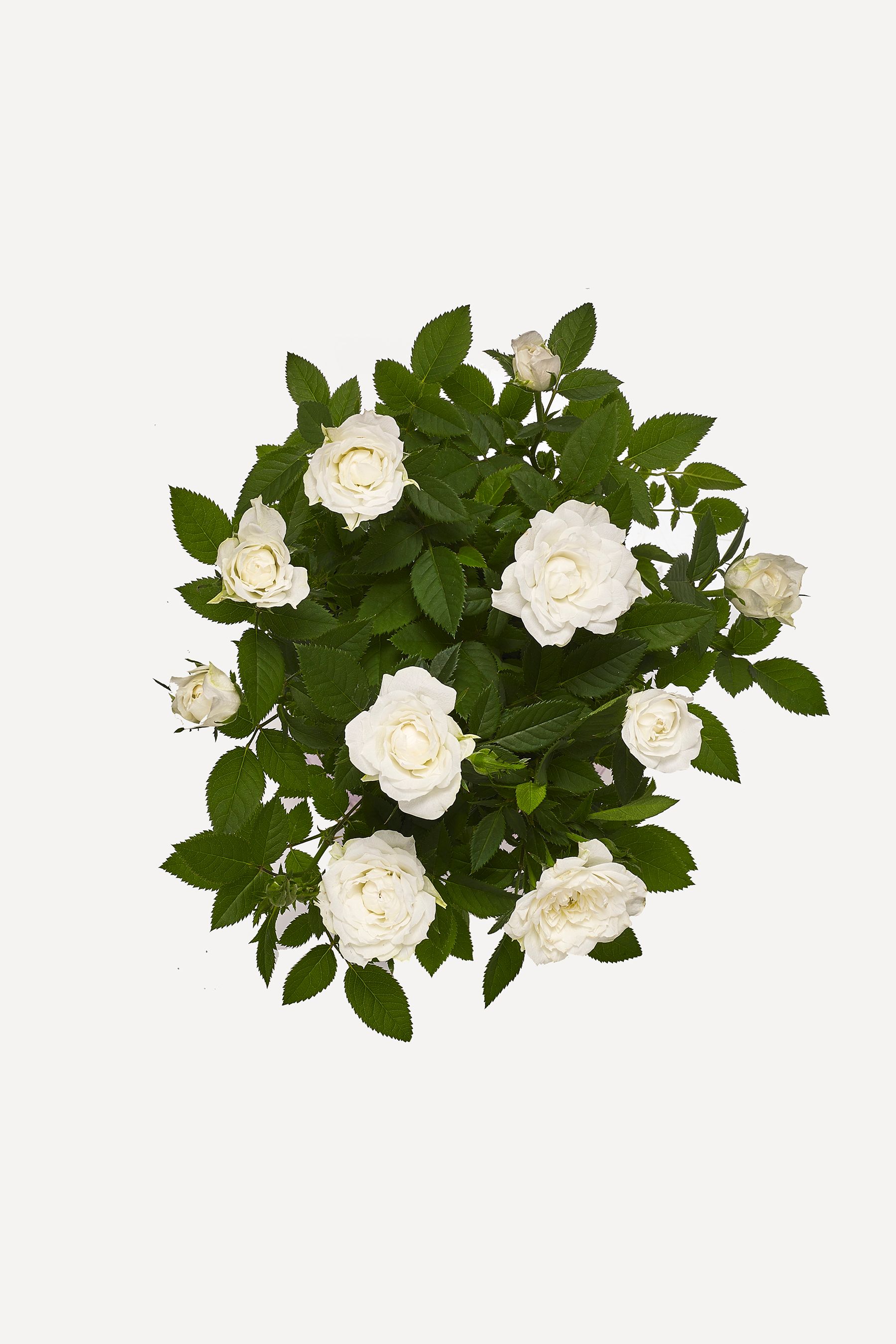 Buy White Rose Real Plant in Ceramic Pot from the Next UK online shop
