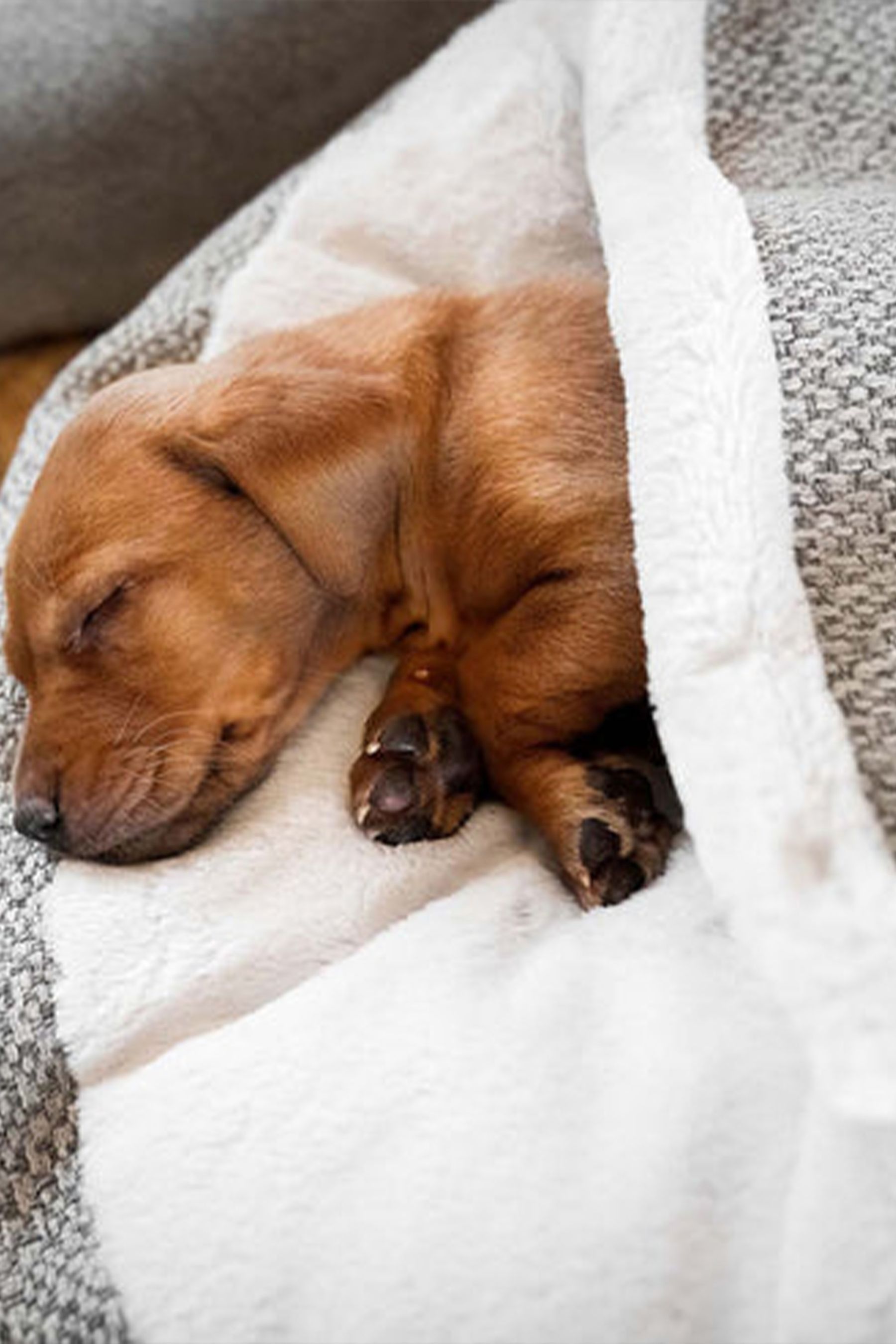 Buy Lords and Labradors Light Grey Essentials Herdwick Dog Den Bed from ...