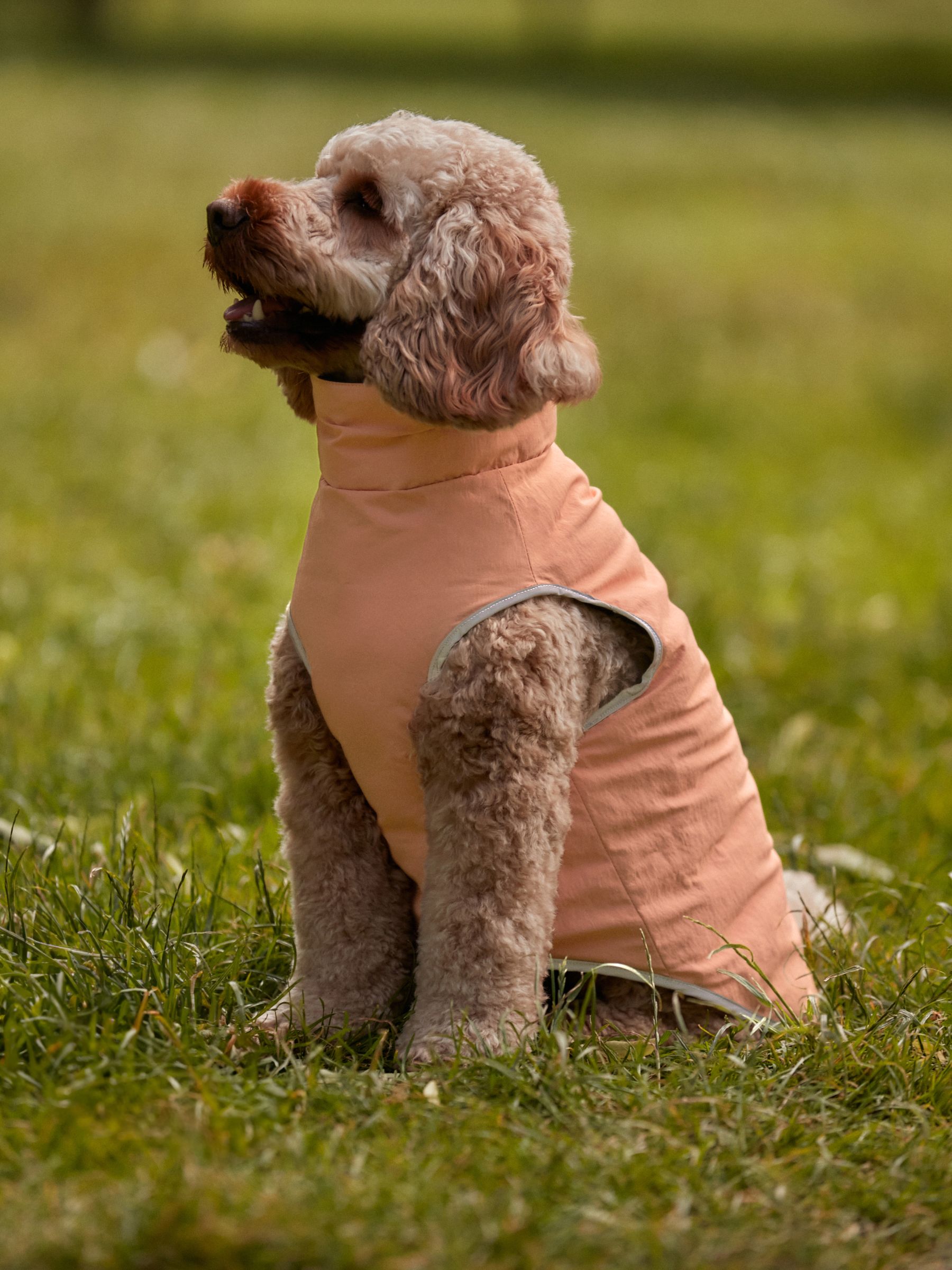 Buy Green/Orange Reversible Padded Dog Coat from the Next UK online shop