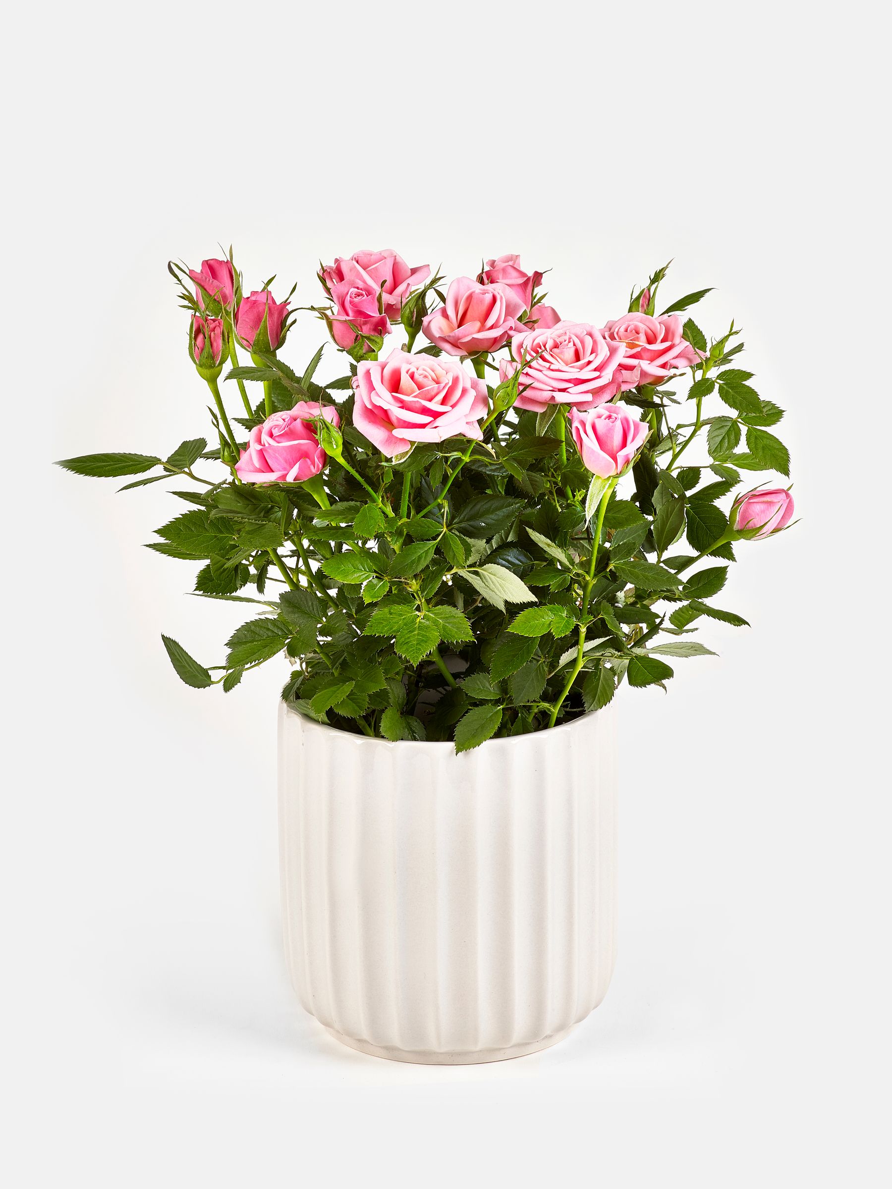 Buy Pink Chic Rose Real Plant from the Next UK online shop