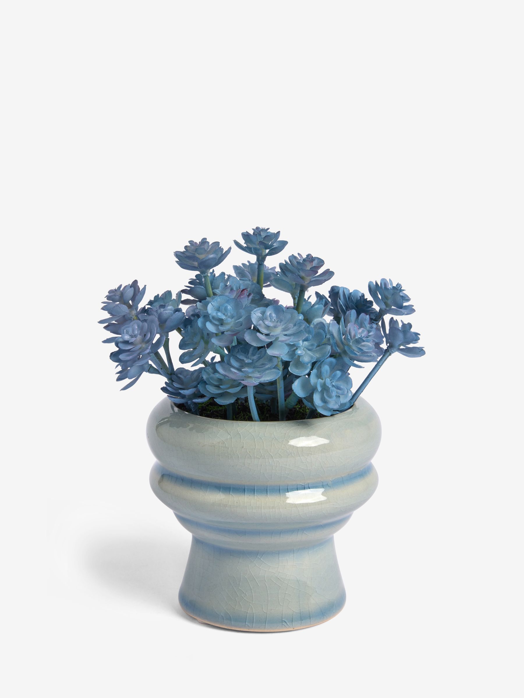 Buy Blue Succulent Plant In Mini Ceramic Vase from the Next UK online shop