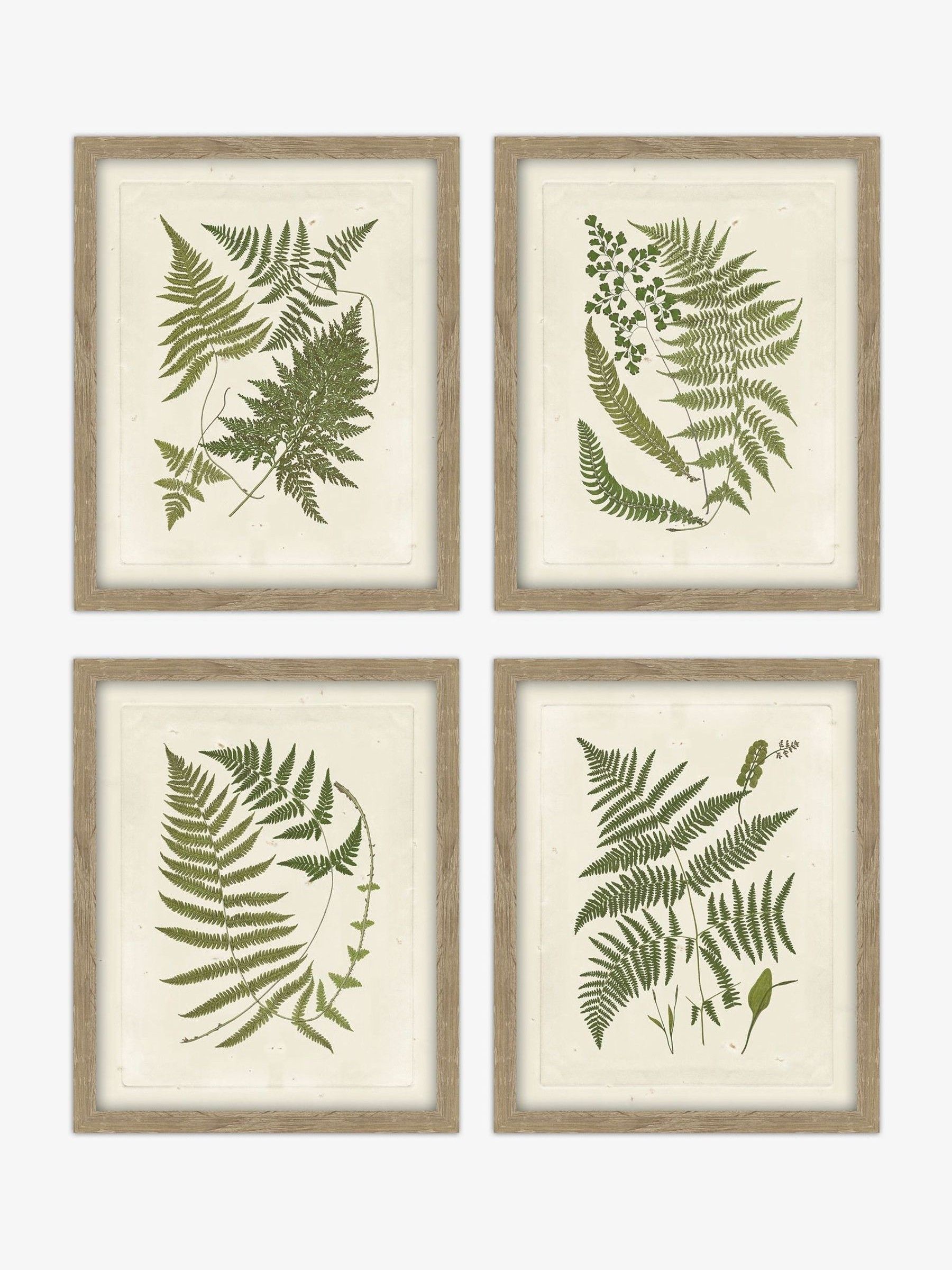 Buy Artko Birch Woodland Ferns HF Set of 4 Framed Art from the Next UK ...