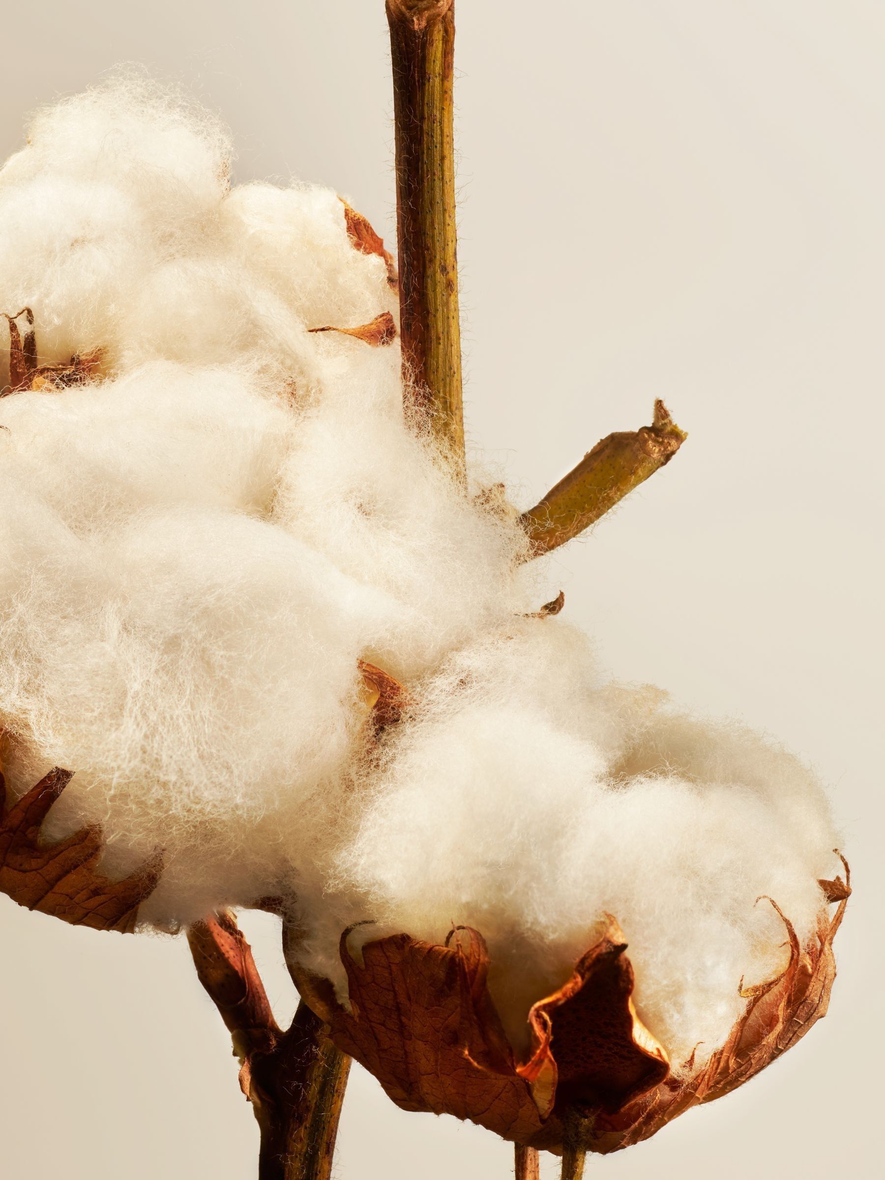 Buy Rituals Cotton Blossom Fragrance Sticks Refill 900ml from the Next ...