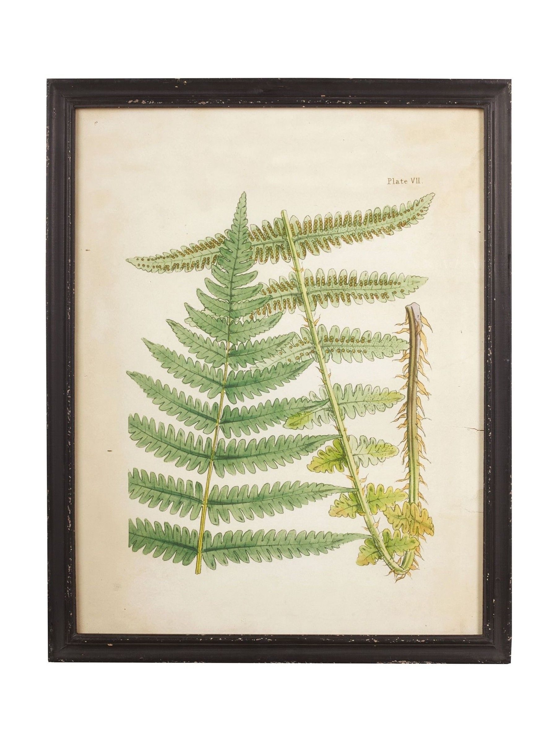 Buy Oka Set of 8 Green Framed Botanical Prints from the Next UK online shop