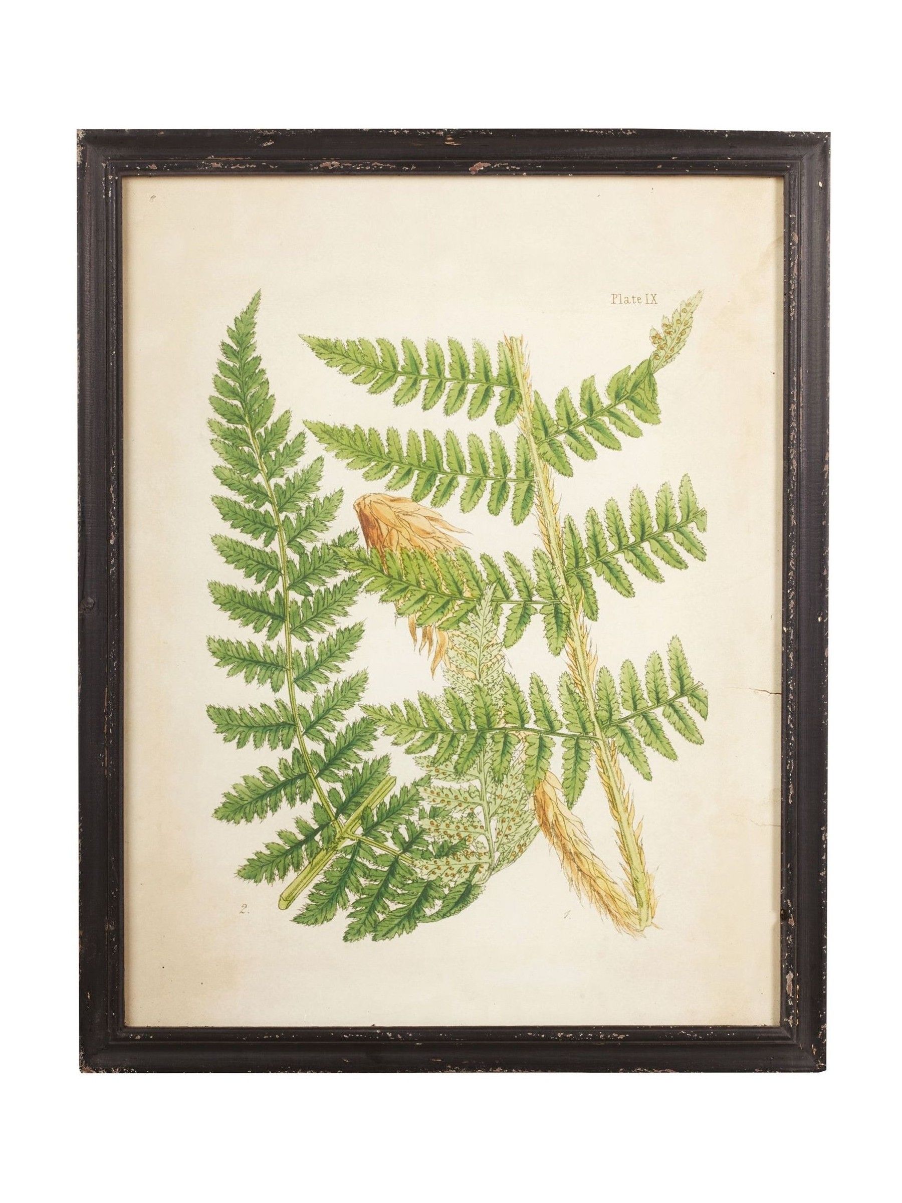 Buy Oka Set of 8 Green Framed Botanical Prints from the Next UK online shop