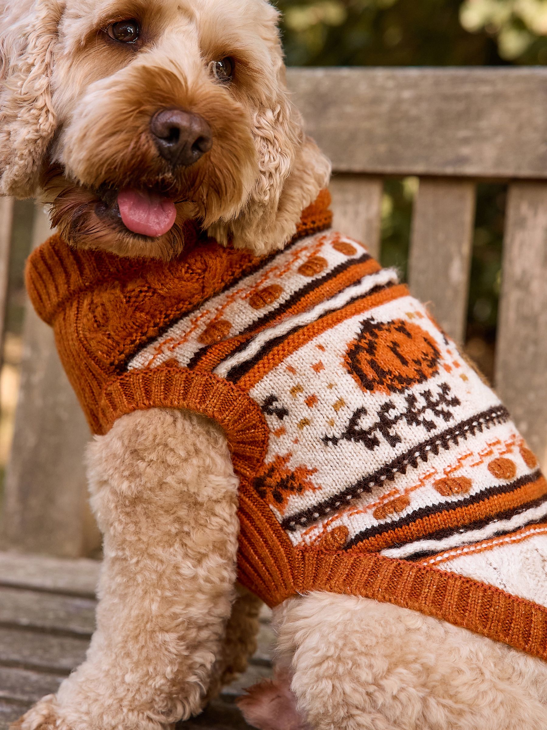Buy Orange Halloween Pumpkin Cable Knit Dog Jumper With Wool from Next ...