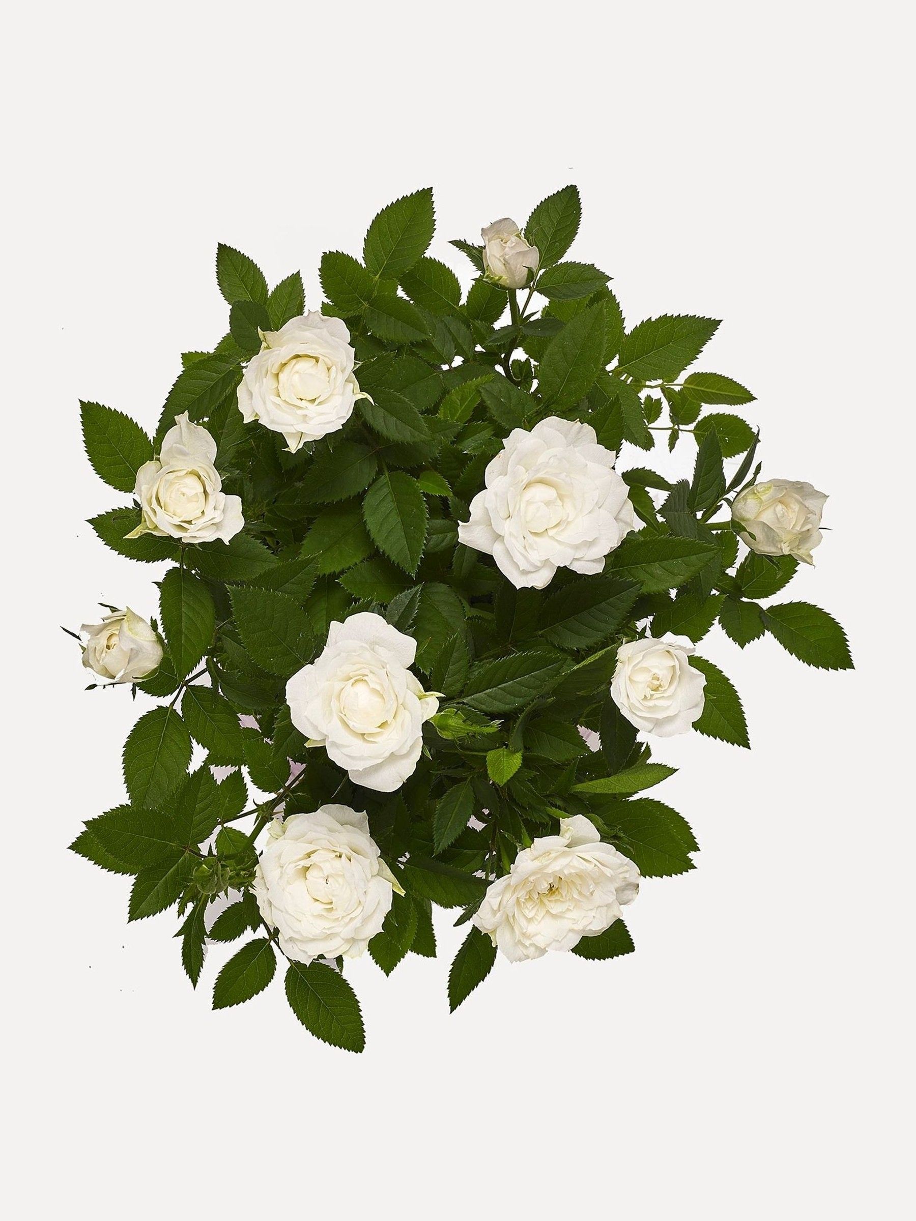 Buy White Rose Real Plant in Ceramic Pot from the Next UK online shop