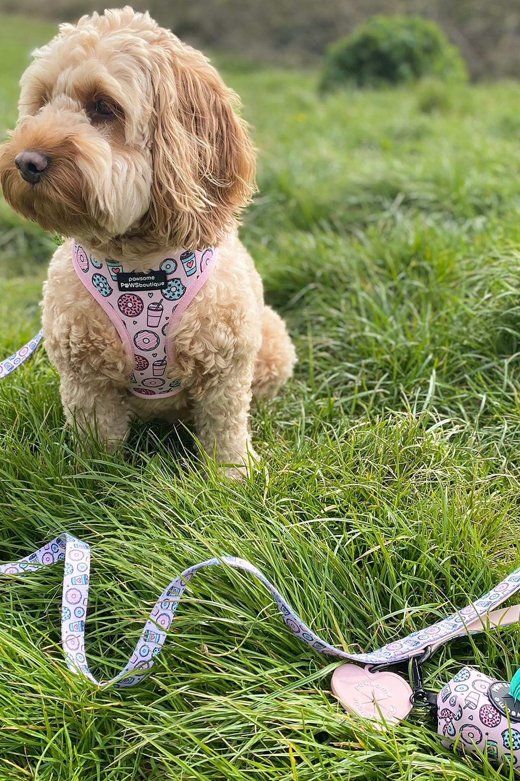 Buy Pawsome Paws Boutique Pink Blue Dog Collar And Lead Set from the ...