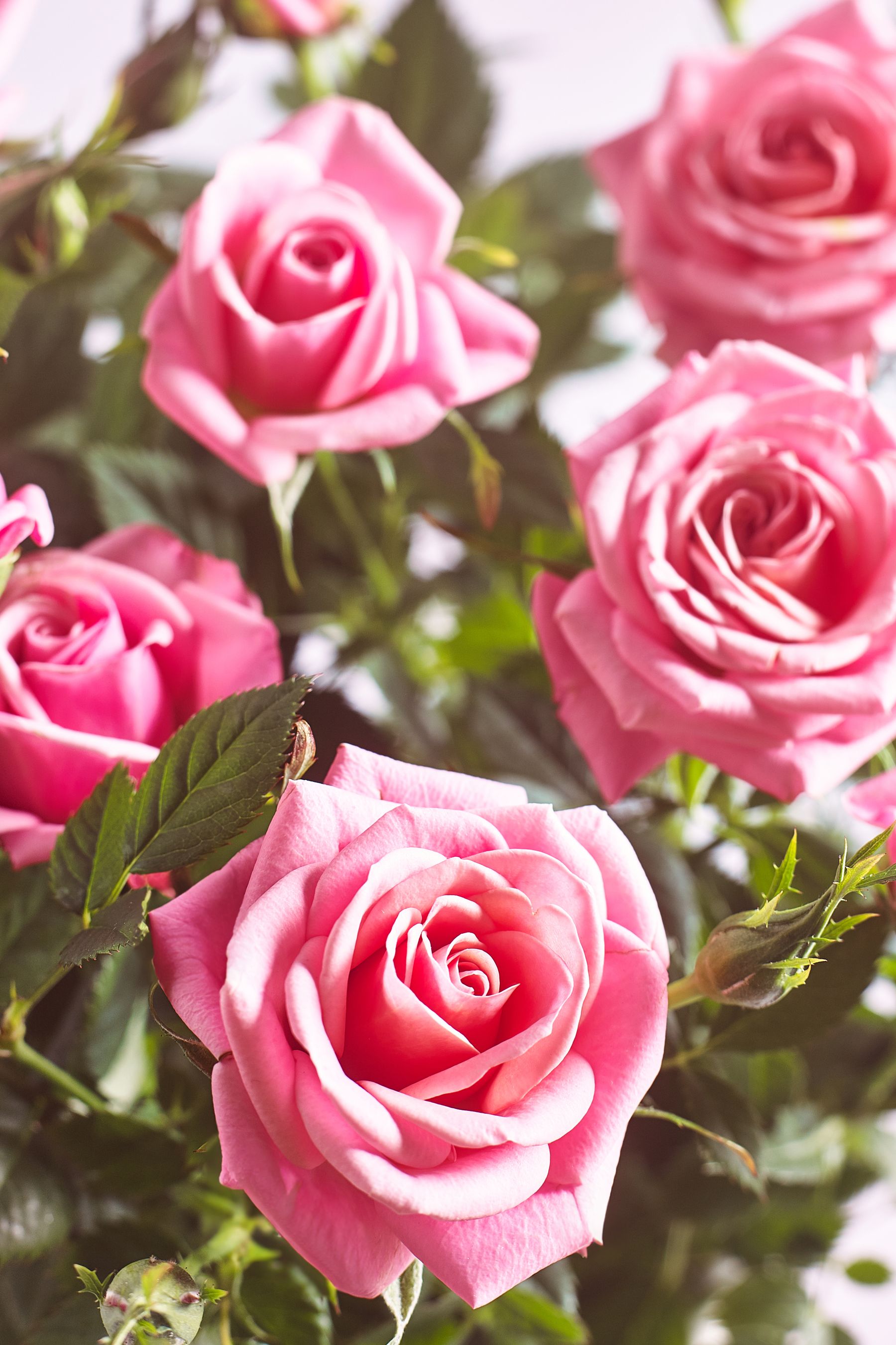 Buy Pink Chic Rose Real Plant from the Next UK online shop