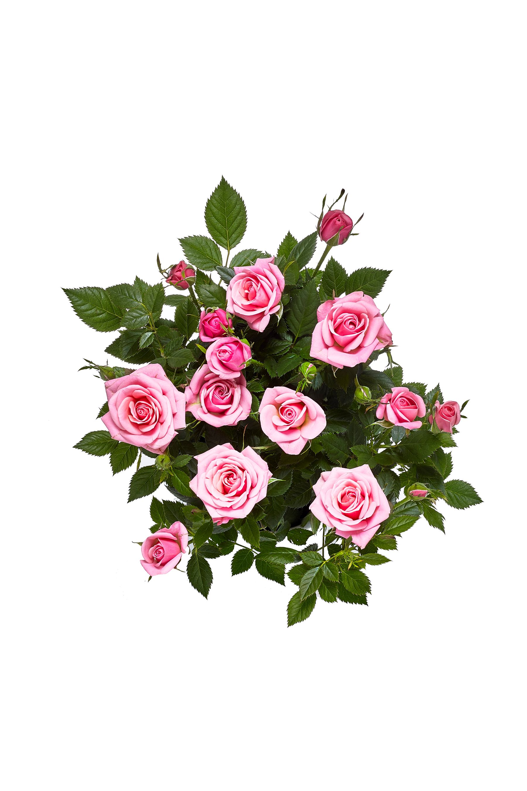 Buy Pink Chic Rose Real Plant from the Next UK online shop