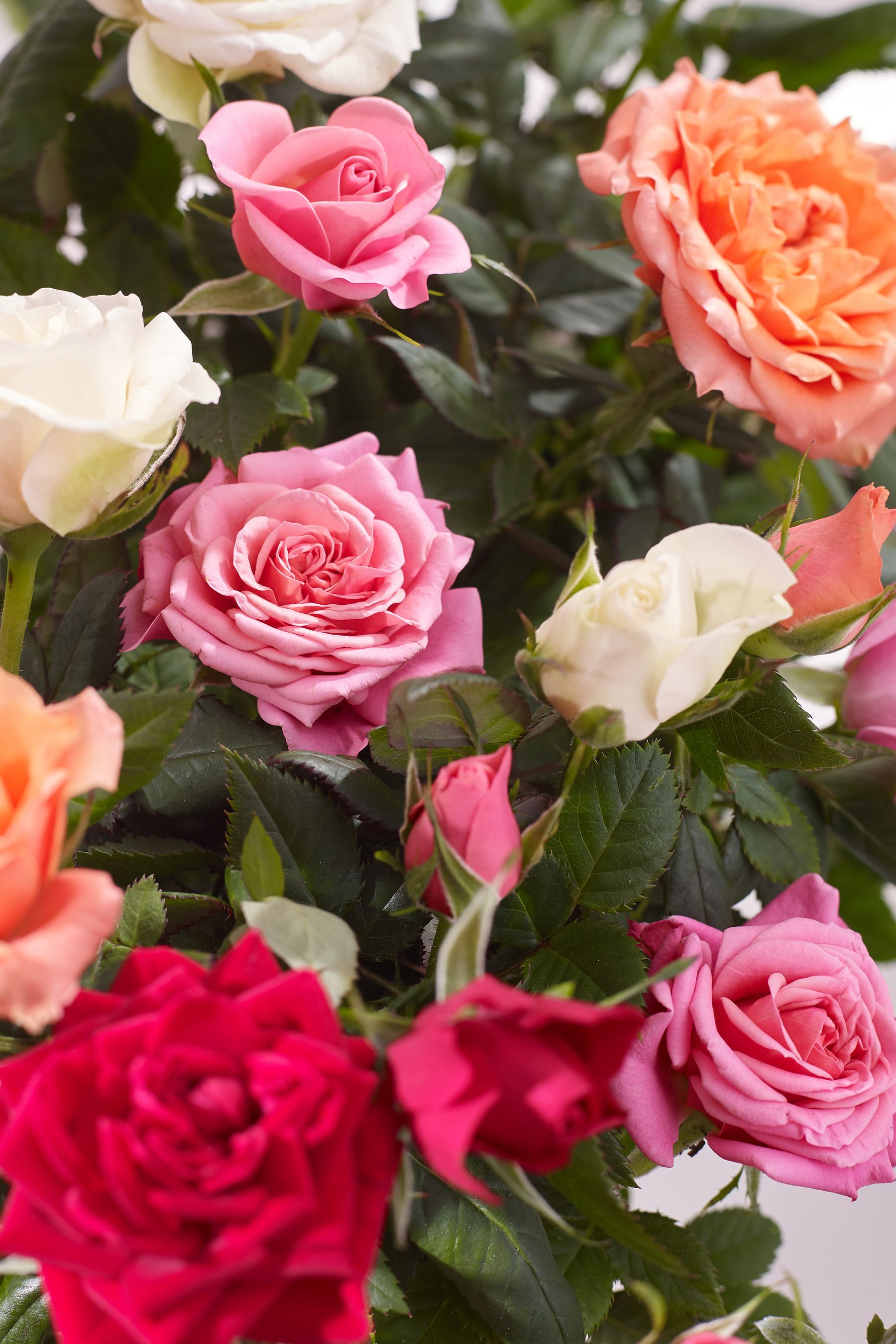 Buy Bright Rose Duo Real Plant in Grey Painted Tin from the Next UK ...