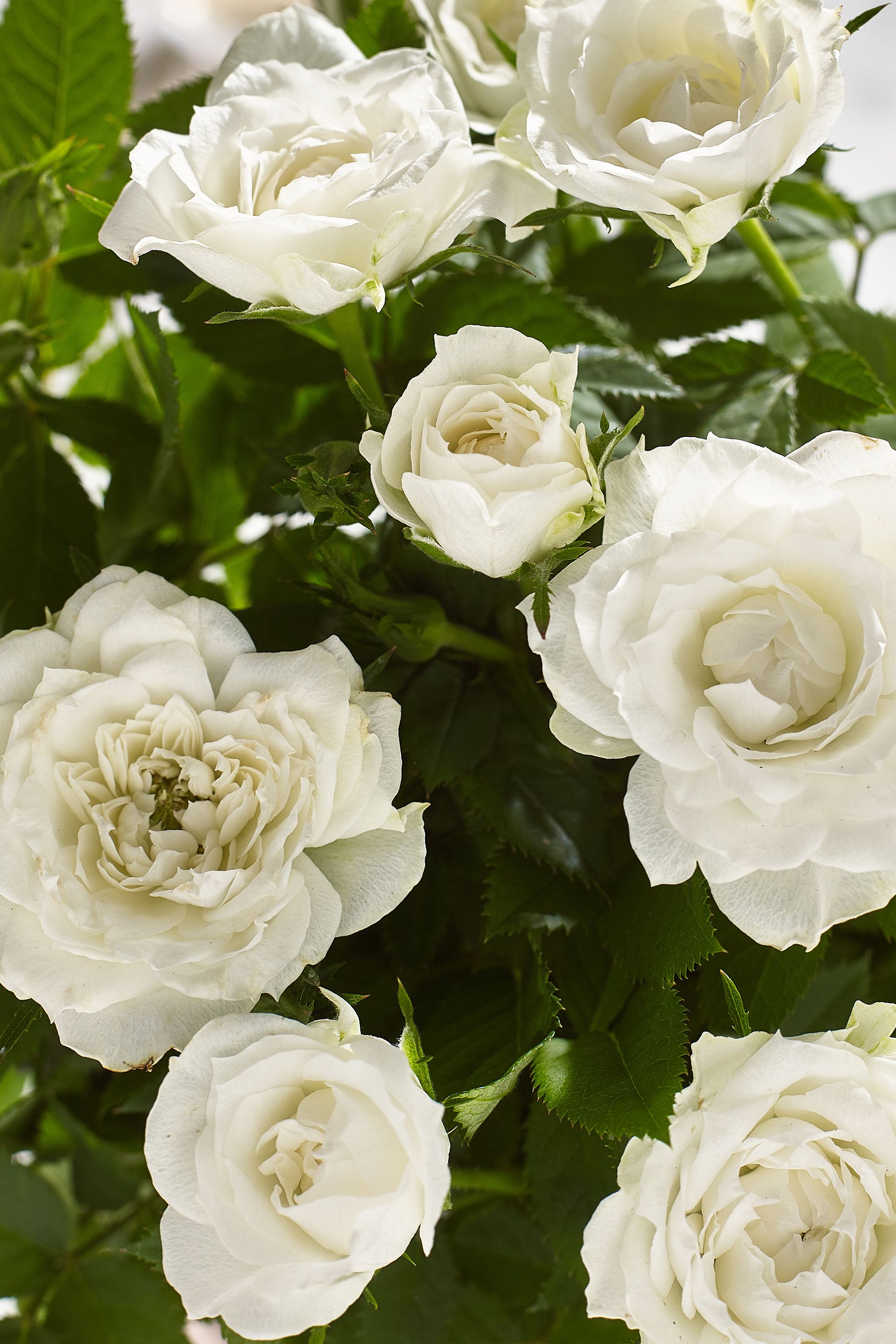 Buy White Rose Real Plant in Ceramic Pot from the Next UK online shop