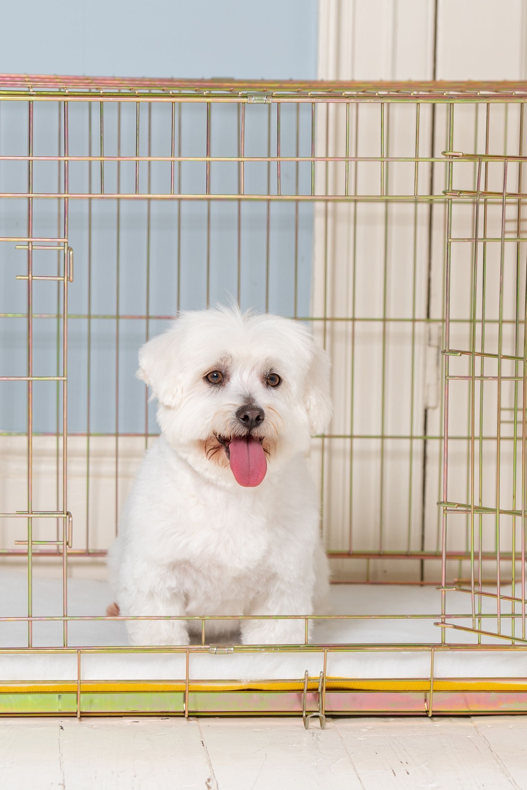 Buy Lords and Labradors Gold Heavy Duty Deluxe Dog Crate from the Next ...