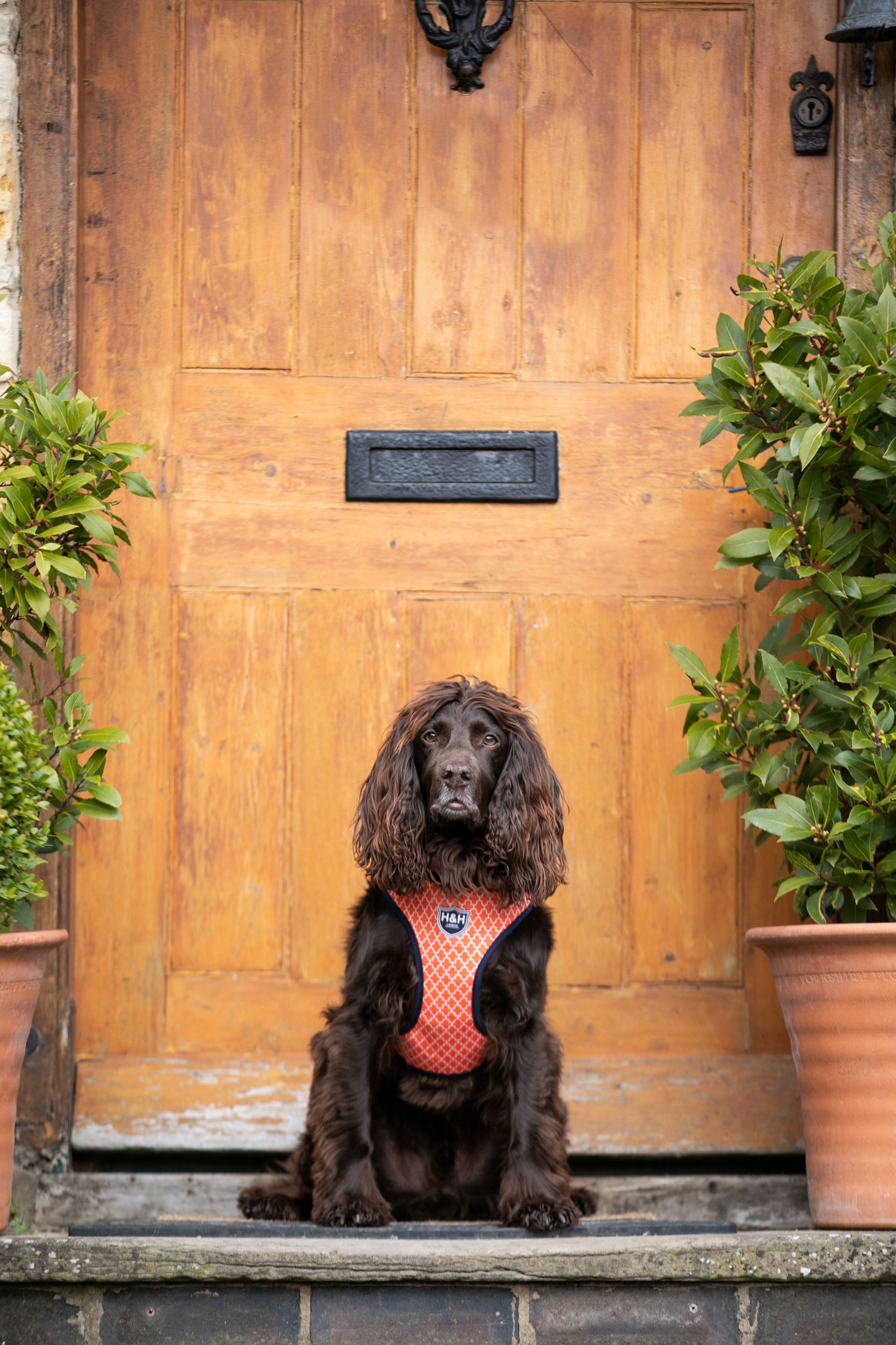 Buy Orange Hugo & Hudson Orange Geometric Dog Harness from the Next UK ...
