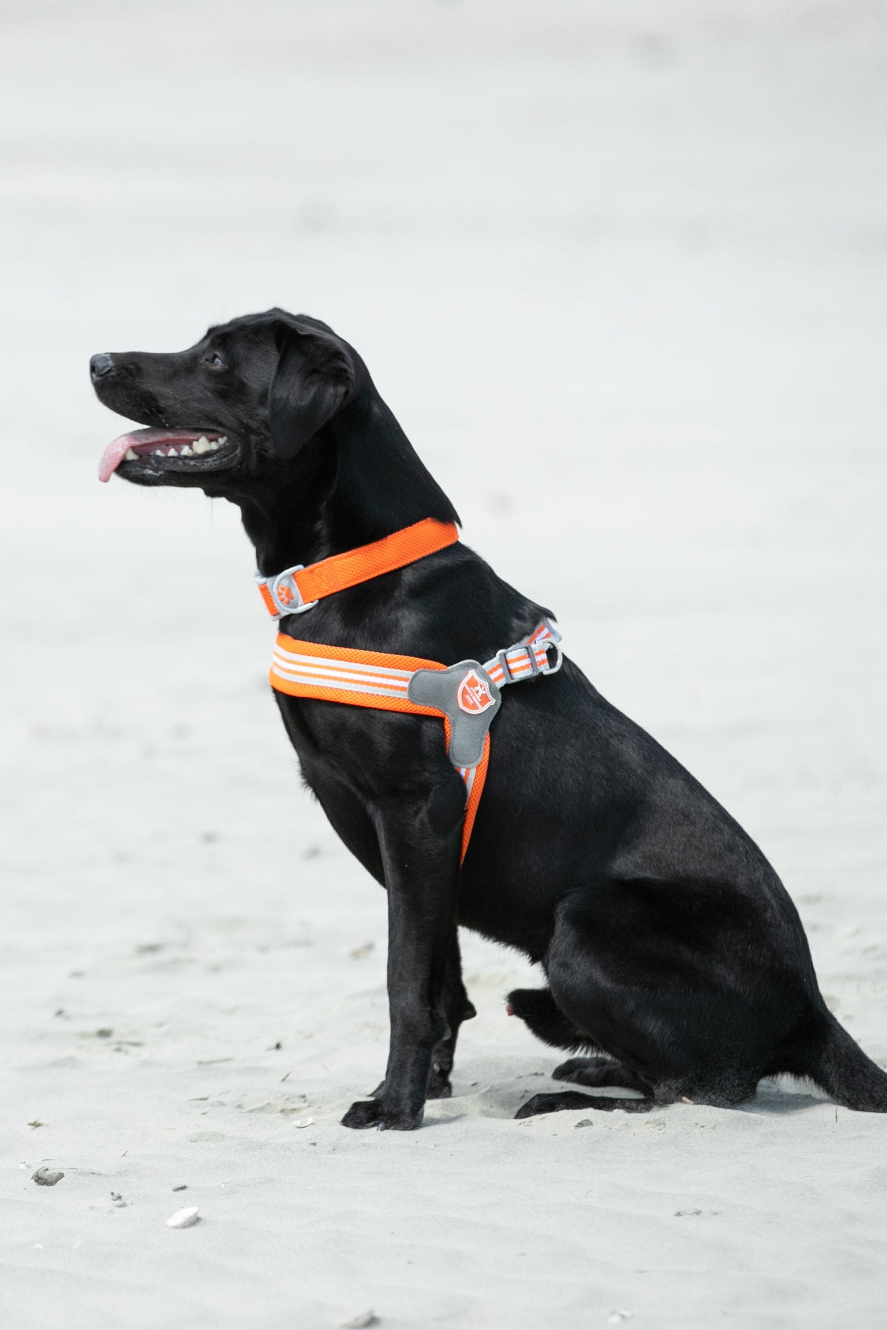 Buy Hugo & Hudson Orange Mesh Easy Dog Harness from the Next UK online shop